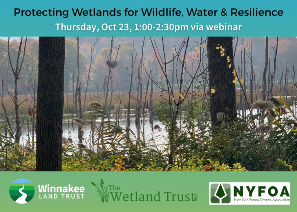Protecting Wetlands for Wildlife, Water & Resilience – WEBINAR – New ...